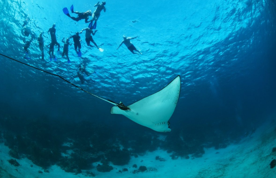 Dive the Blue Hole with Amigos del Mar, Belize